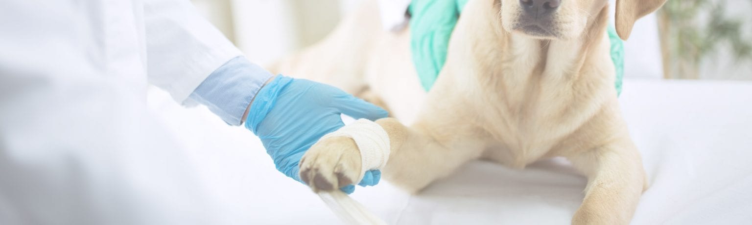 Animal Emergencies - Myrtle Beach Animal Hospital - Veterinarians